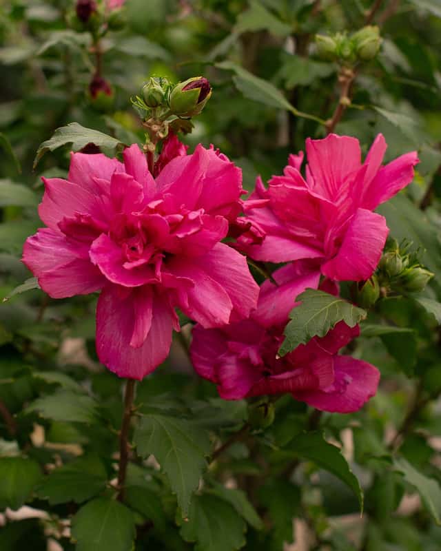 Lucy Althea Tree Form | Order Online | Treeland Nursery