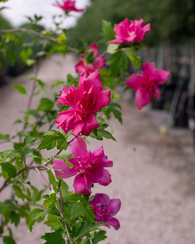 Lucy Althea Tree Form | Order Online | Treeland Nursery