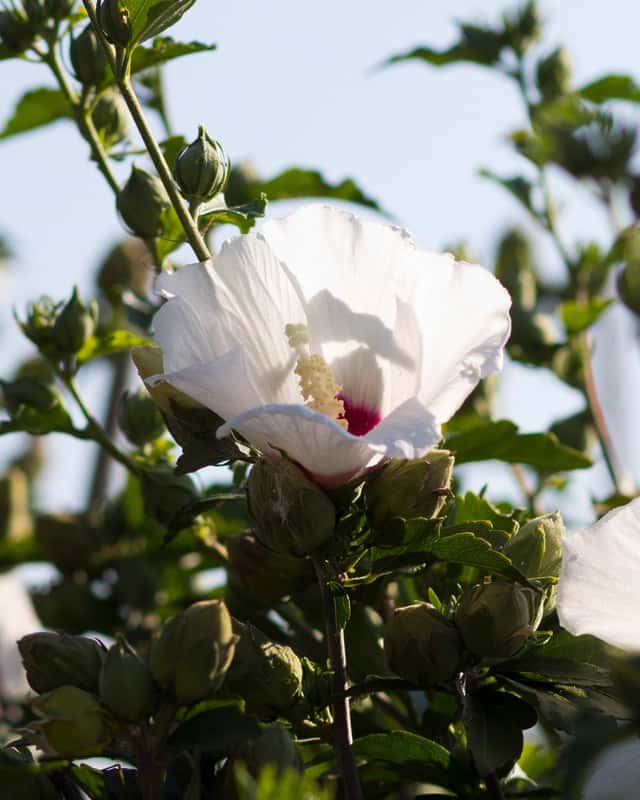 Red Heart Althea Tree Form | Order Online | Treeland Nursery