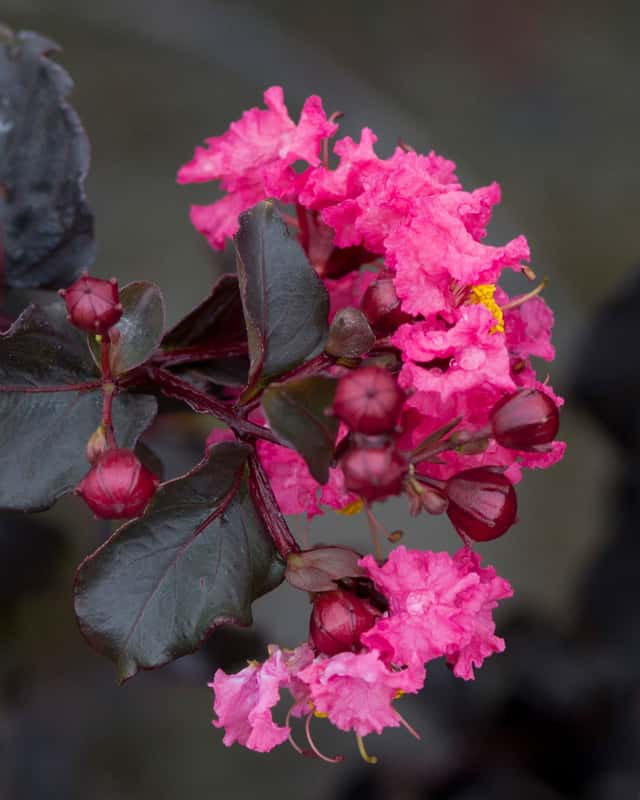Black Diamond Shell Pink Crape Myrtle | Order Online | Treeland Nursery