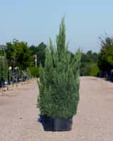 Blue Point Juniper | Order Online | Treeland Nursery