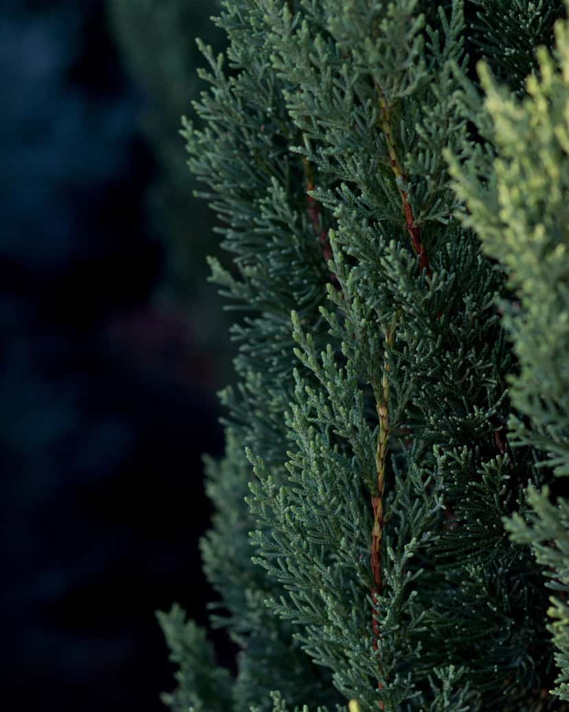 Blue Point Juniper | Order Online | Treeland Nursery