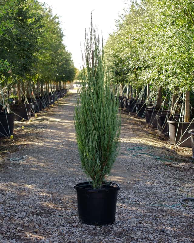 Skyrocket Juniper | Order Online | Treeland Nursery