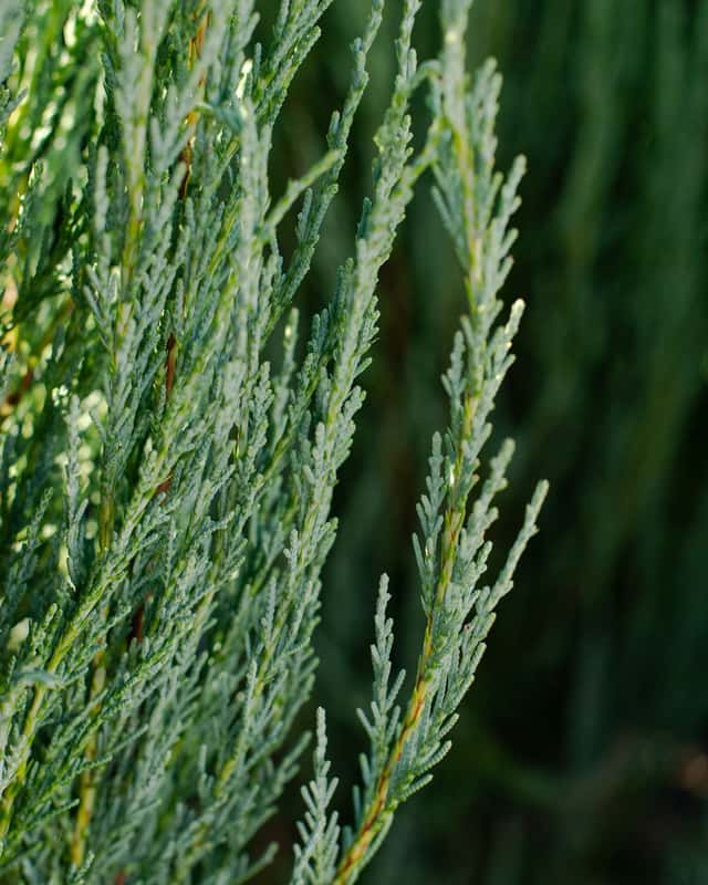 Skyrocket Juniper | Order Online | Treeland Nursery