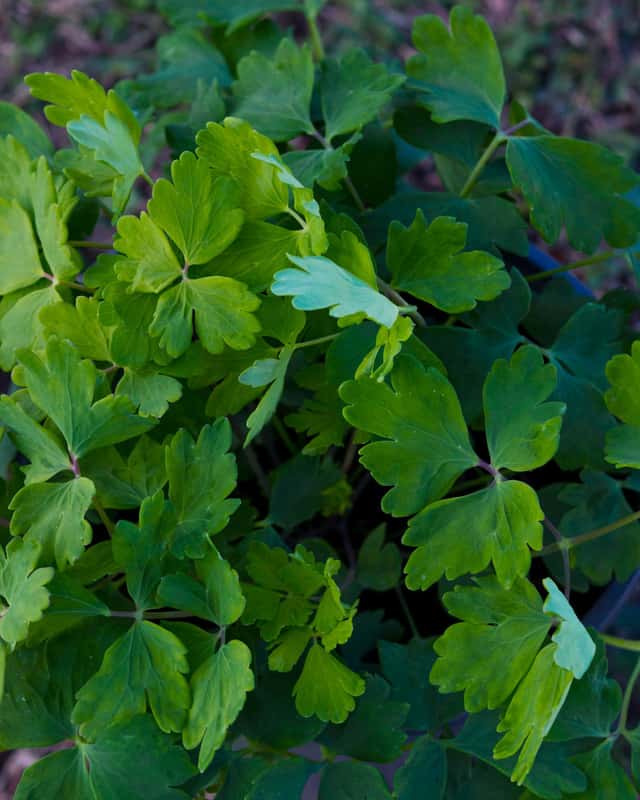 Earlybird Blue & White Columbine | Order Online | Treeland Nursery