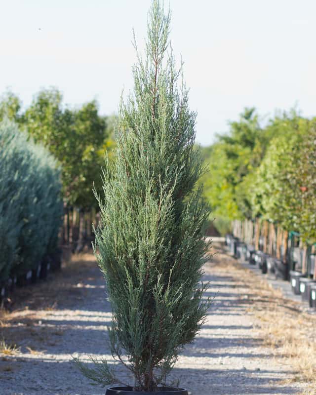 Blue Arrow Juniper | Order Online | Treeland Nursery