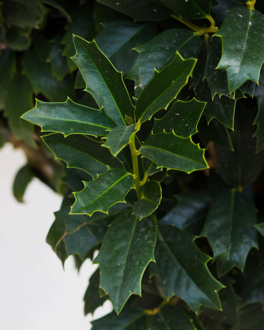 Nellie R. Stevens Holly Tree Form | Order Online | Treeland Nursery