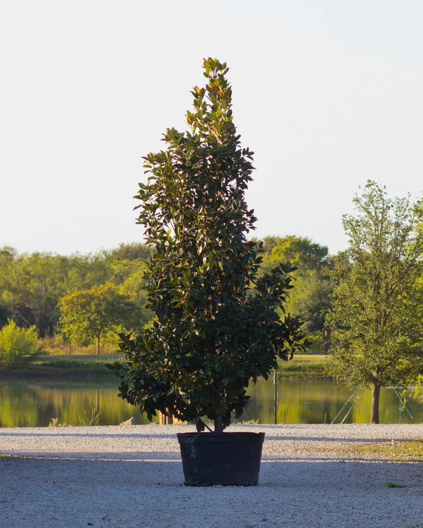 Claudia Wannamaker Magnolia | Order Online | Treeland Nursery