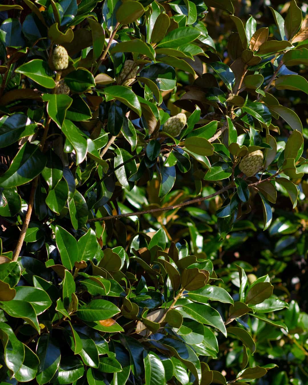 Claudia Wannamaker Magnolia | Order Online | Treeland Nursery