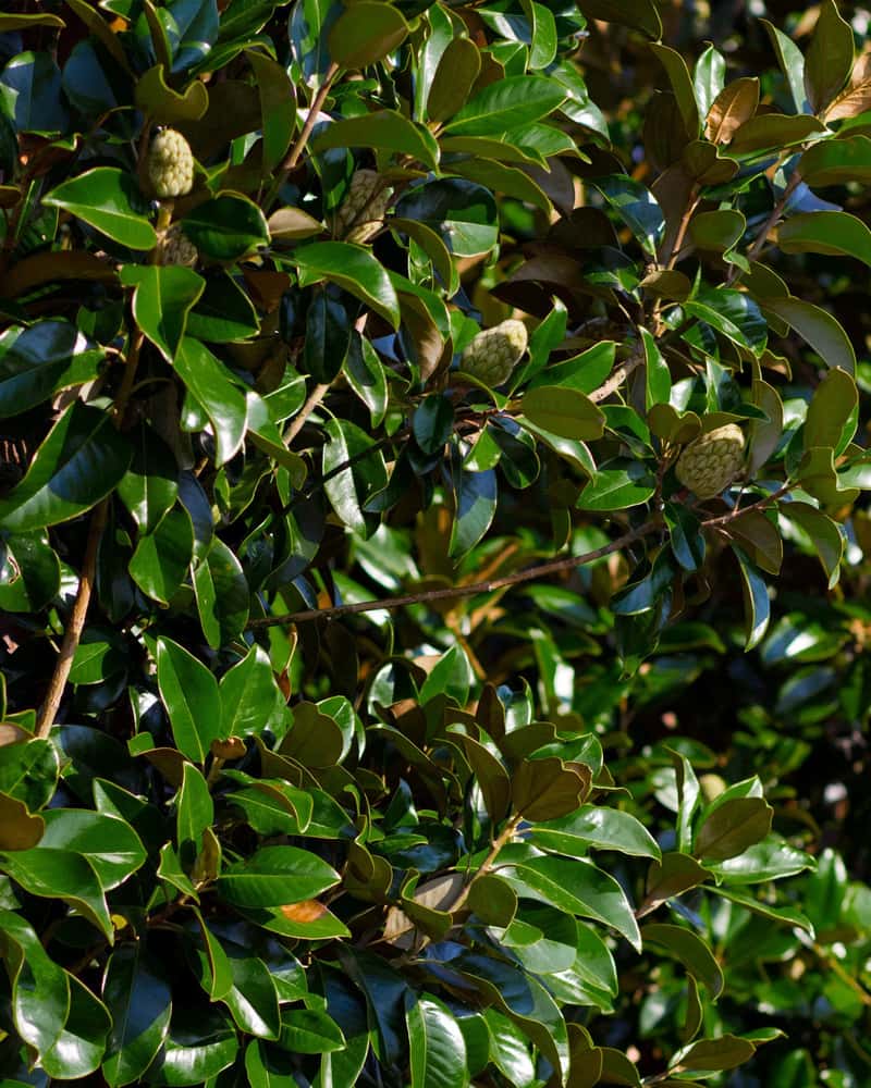 Claudia Wannamaker Magnolia | Order Online | Treeland Nursery
