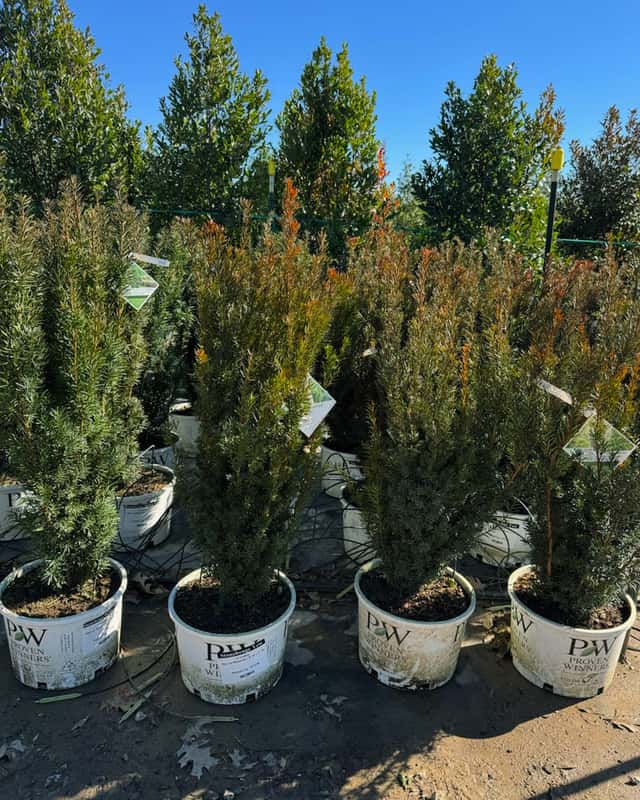 Stonehenge Yew | Order Online | Treeland Nursery