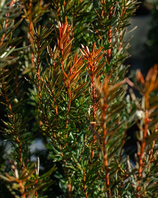 Stonehenge Yew | Order Online | Treeland Nursery