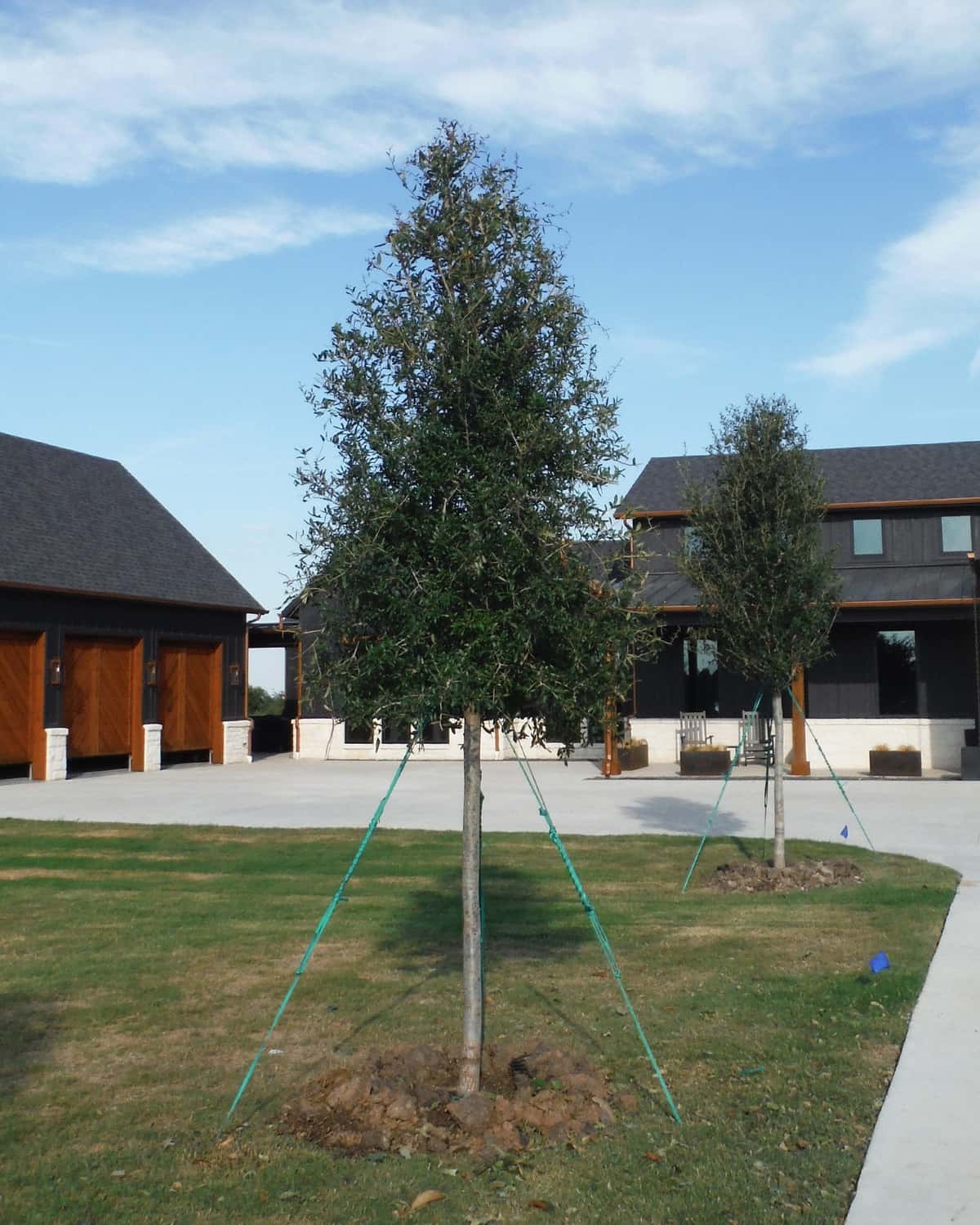 Live Oak Tree for Sale | Evergreen Shade Tree | Treeland Nursery