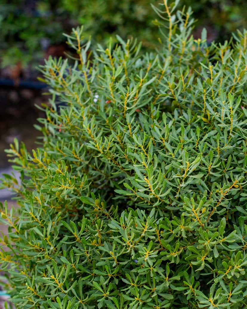 Dwarf Wax Myrtle | Order Online | Treeland Nursery