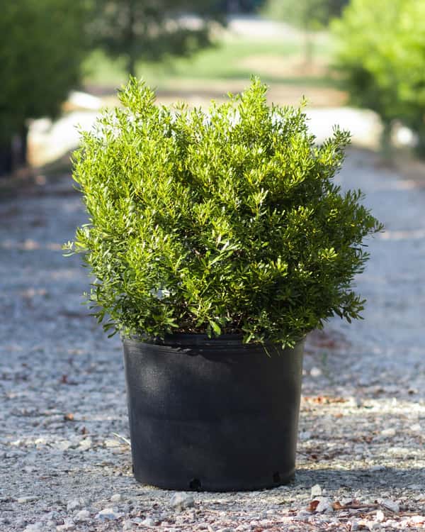 Dwarf Wax Myrtle | Order Online | Treeland Nursery