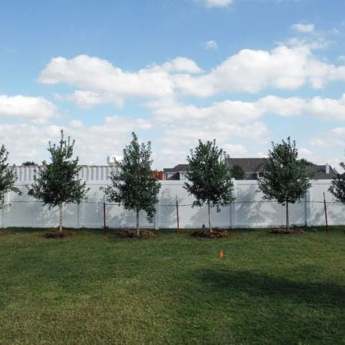 Creating a Privacy Screen | Treeland Nursery