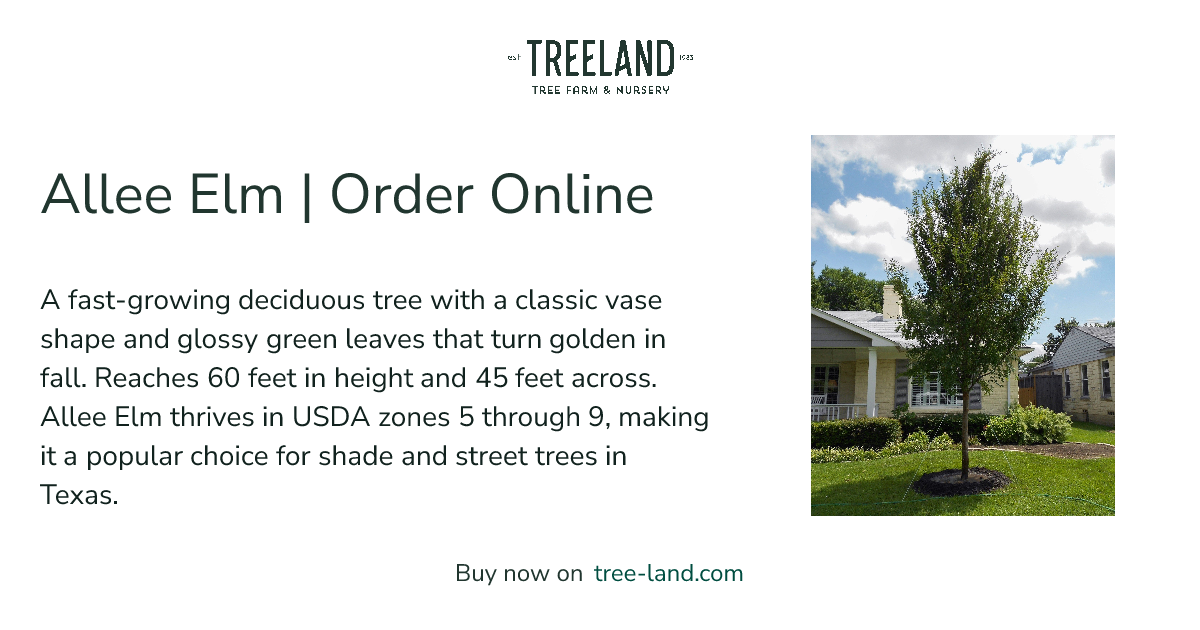 Allee Elm | Order Online | Treeland Nursery