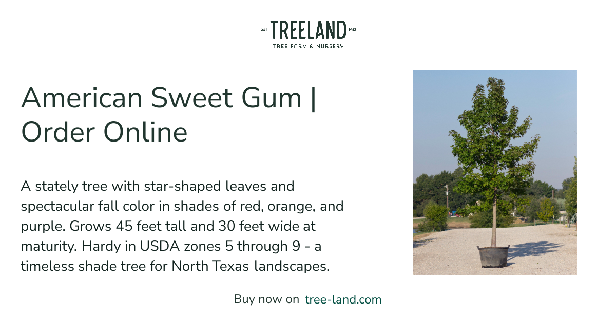 American Sweet Gum | Order Online | Treeland Nursery