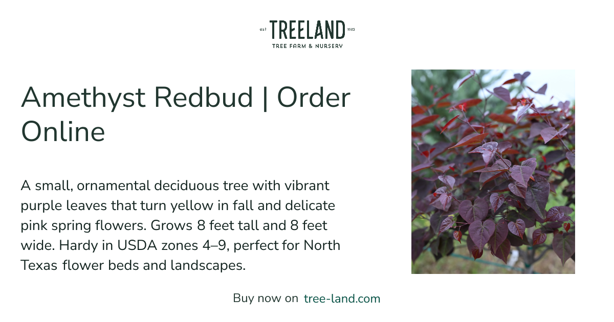 Amethyst Redbud | Order Online | Treeland Nursery