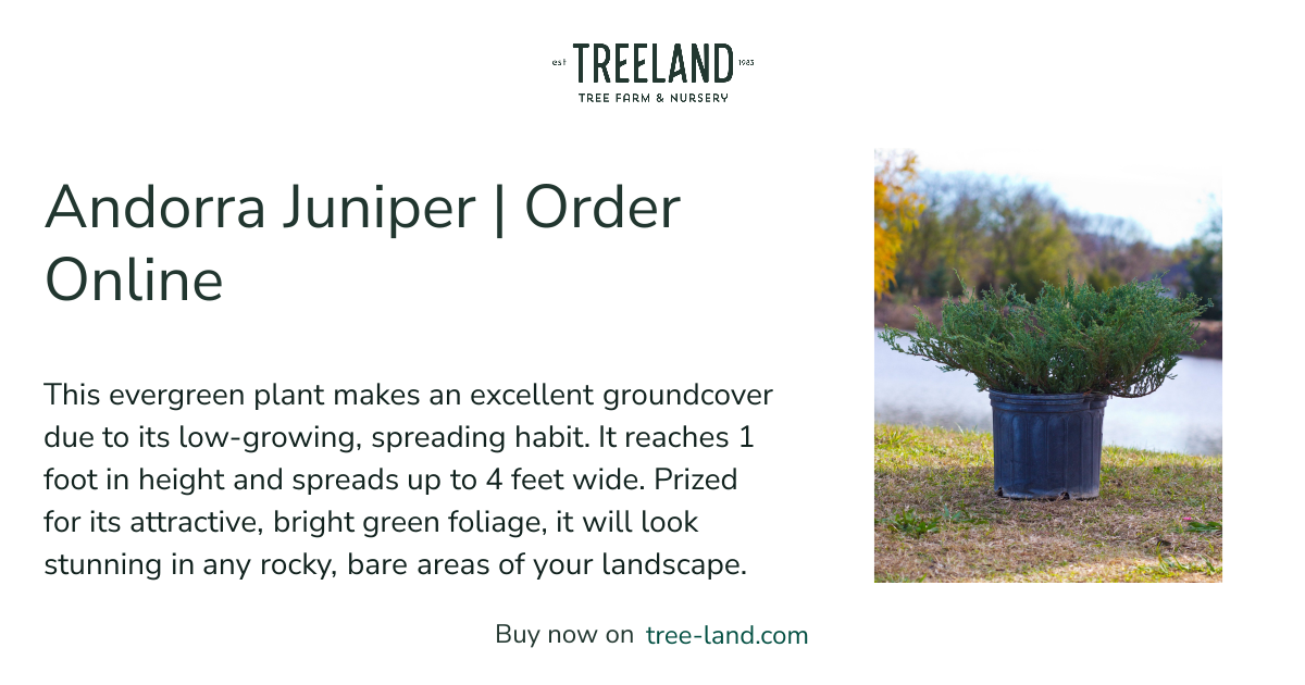 Andorra Juniper | Order Online | Treeland Nursery