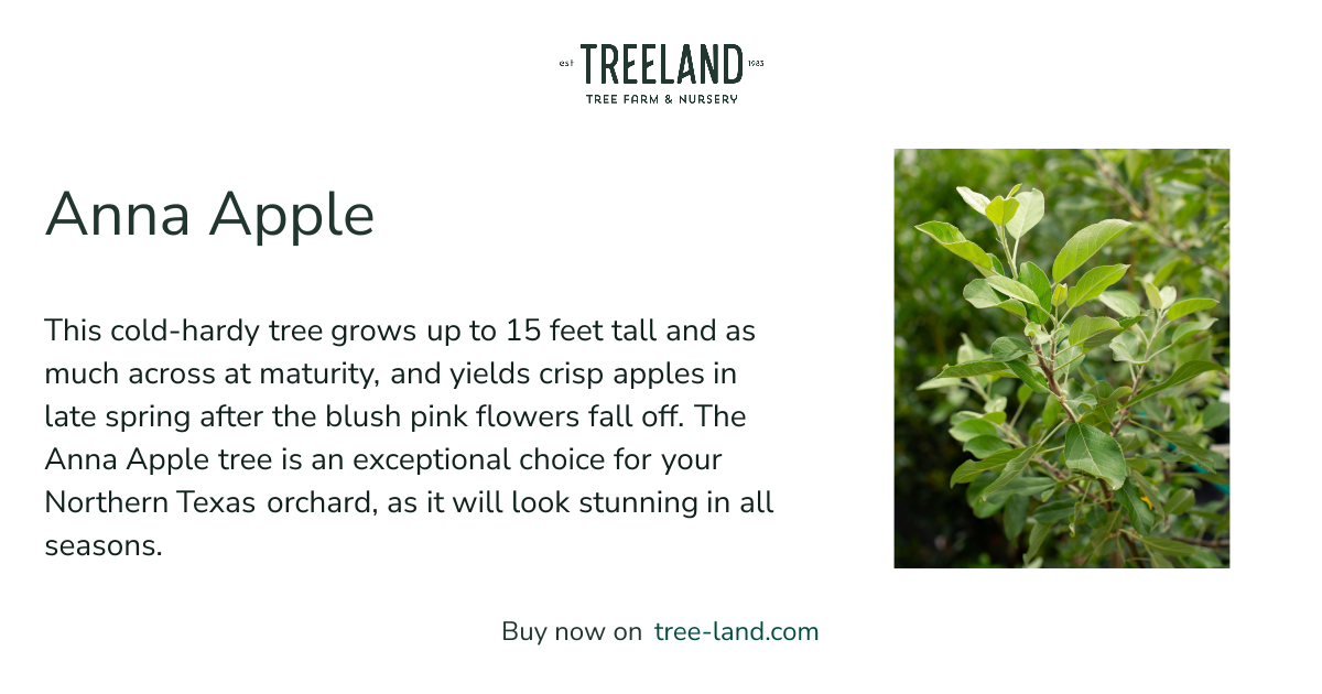 Anna Apple | Treeland Nursery