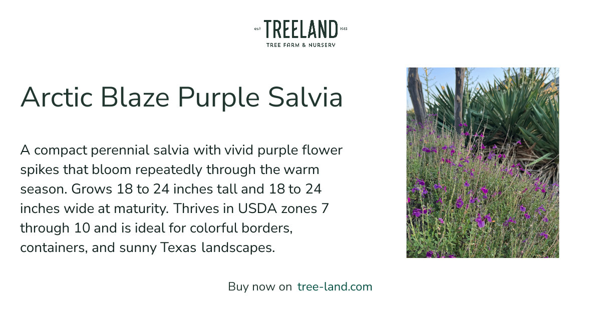 Arctic Blaze Purple Salvia | Treeland Nursery