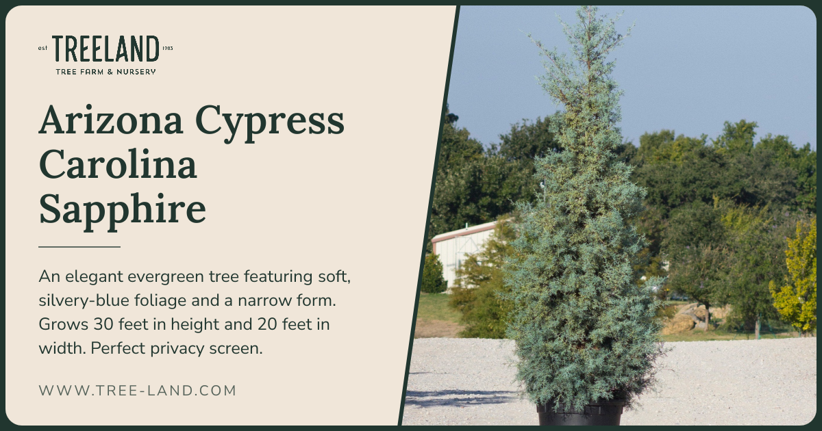 Arizona Cypress Carolina Sapphire | Order Online | Treeland Nursery