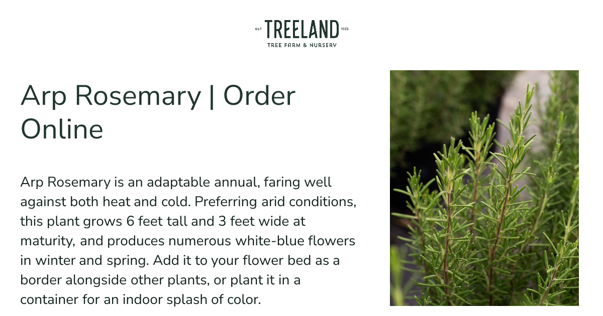Arp Rosemary | Order Online | Treeland Nursery