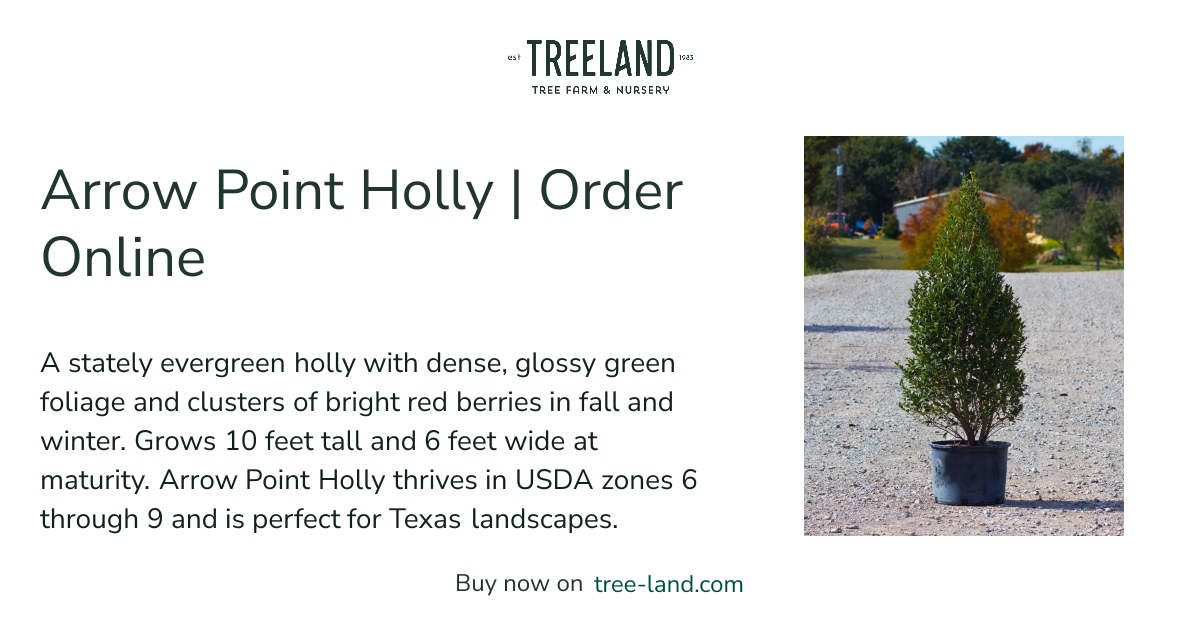 Arrow Point Holly | Order Online | Treeland Nursery
