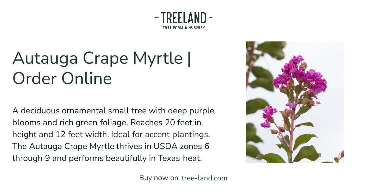 Autauga Crape Myrtle | Order Online | Treeland Nursery