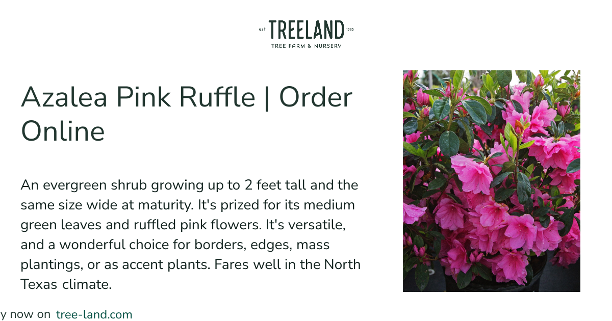 Azalea Pink Ruffle | Order Online | Treeland Nursery