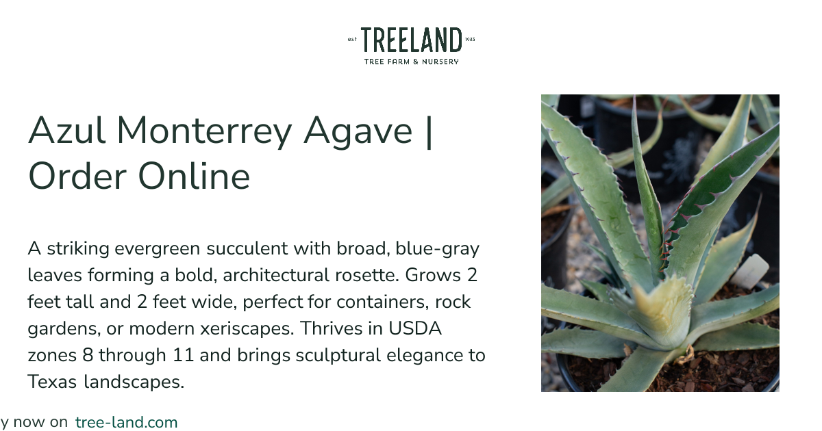 Azul Monterrey Agave | Order Online | Treeland Nursery
