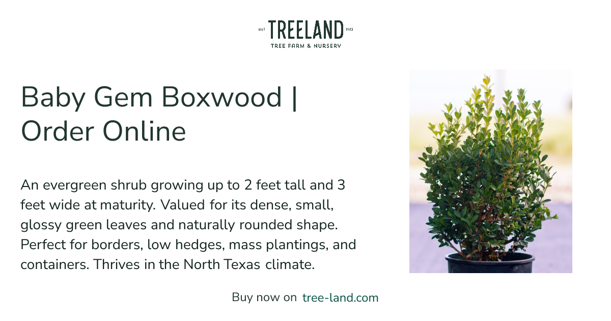 Baby Gem Boxwood | Order Online | Treeland Nursery