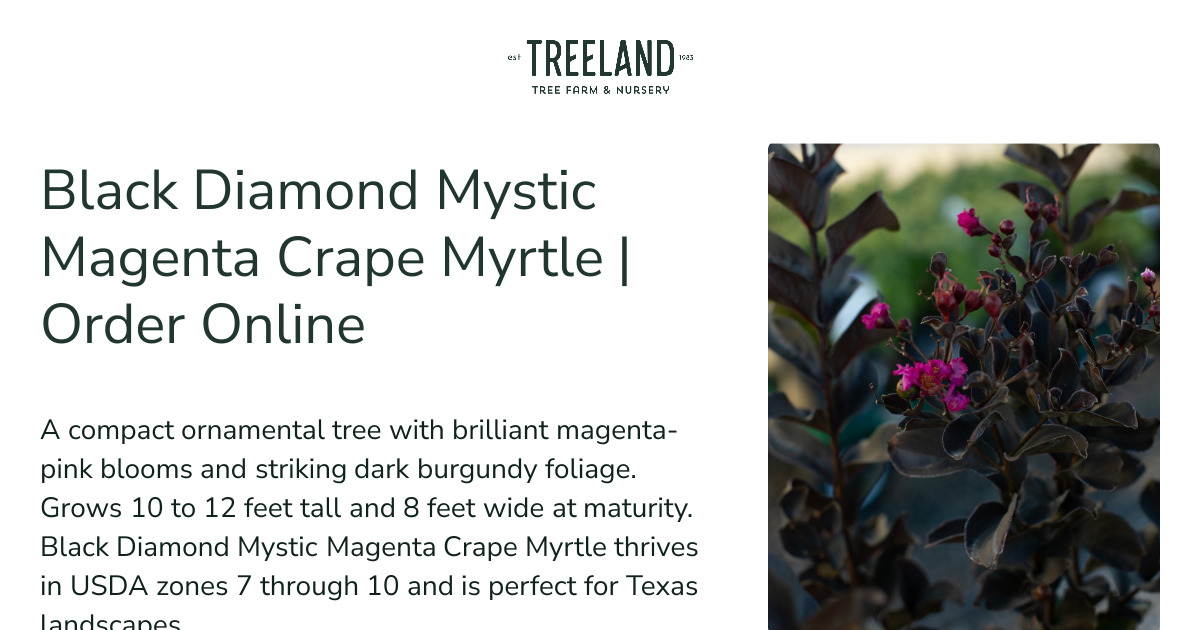 Black Diamond Mystic Magenta Crape Myrtle | Order Online | Treeland Nursery