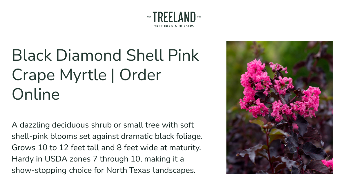 Black Diamond Shell Pink Crape Myrtle | Order Online | Treeland Nursery