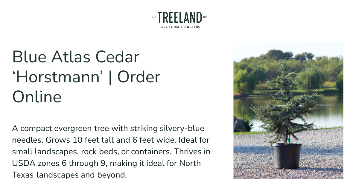 Blue Atlas Cedar ‘Horstmann’ | Order Online | Treeland Nursery