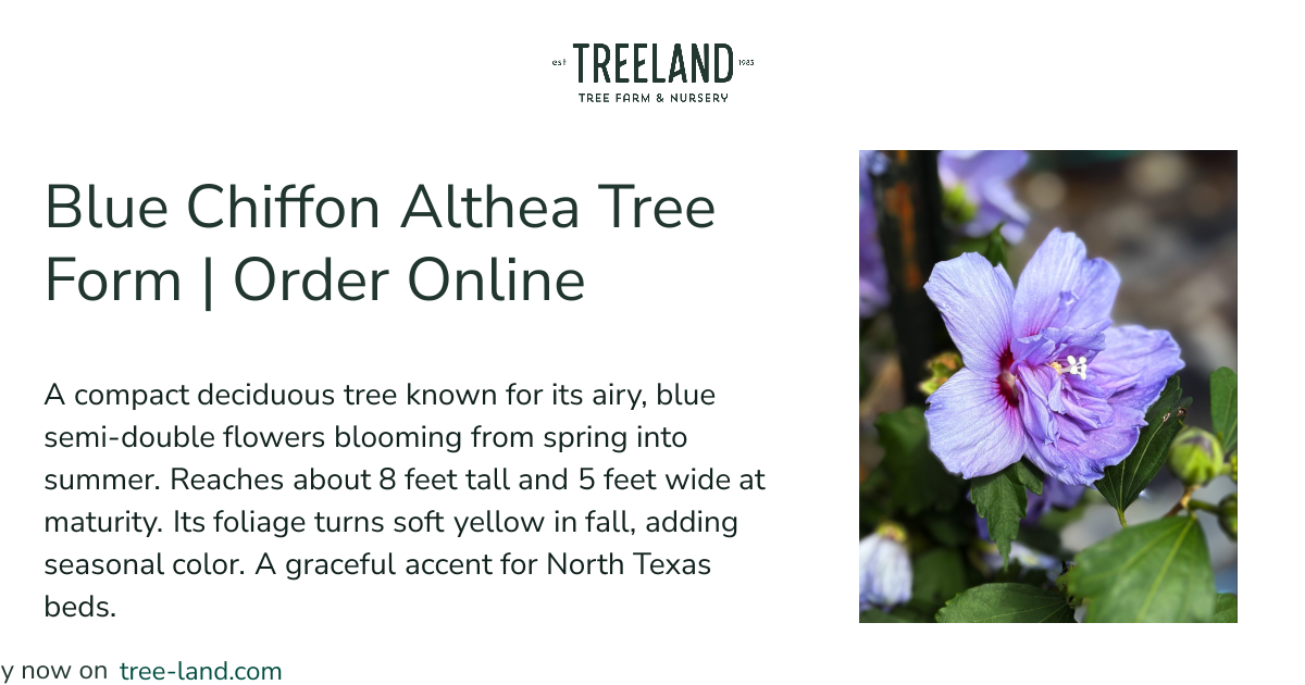 Blue Chiffon Althea Tree Form | Order Online | Treeland Nursery