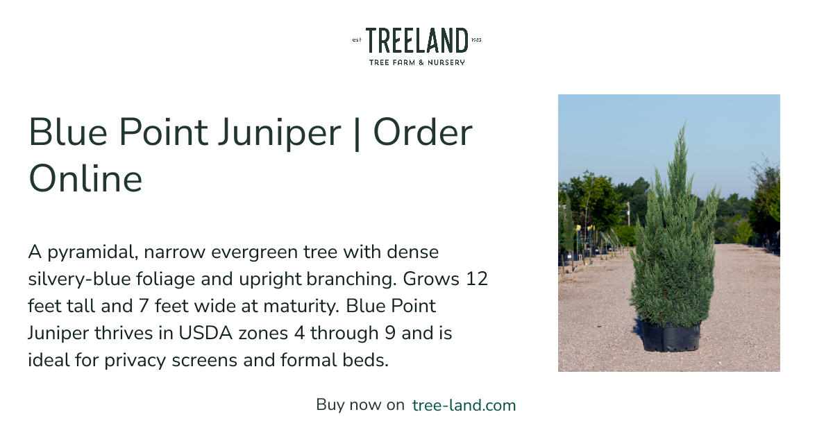 Blue Point Juniper | Order Online | Treeland Nursery