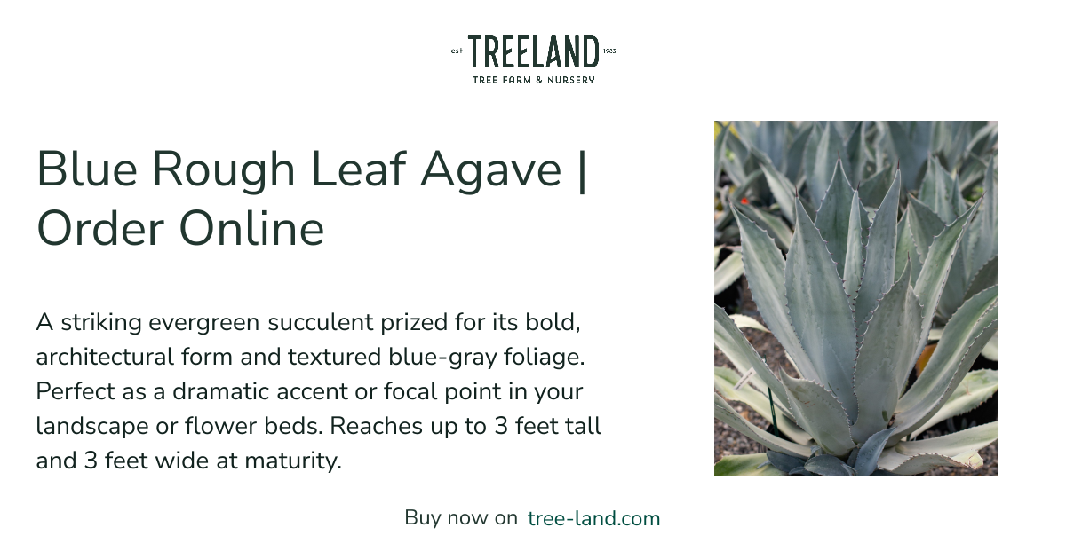 Blue Rough Leaf Agave | Order Online | Treeland Nursery