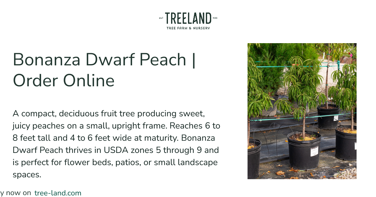 Bonanza Dwarf Peach | Order Online | Treeland Nursery