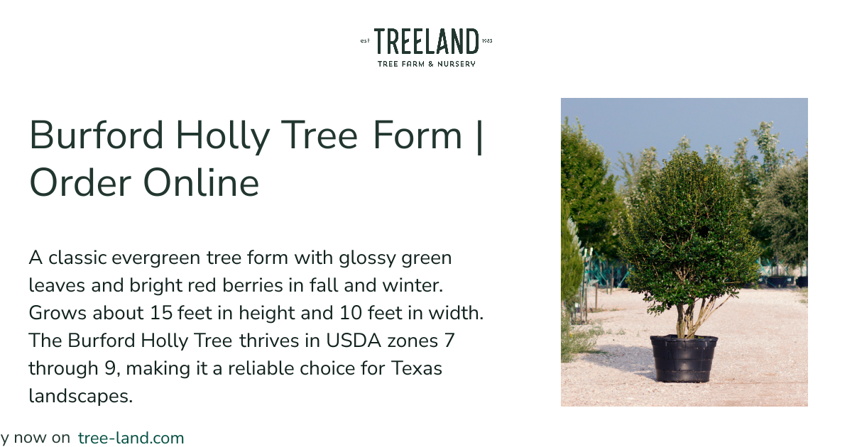 Burford Holly Tree Form | Order Online | Treeland Nursery
