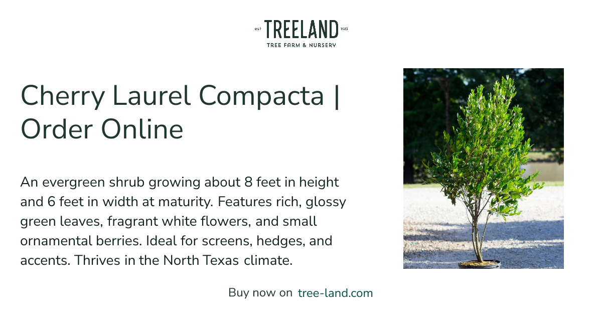 Cherry Laurel Compacta | Order Online | Treeland Nursery