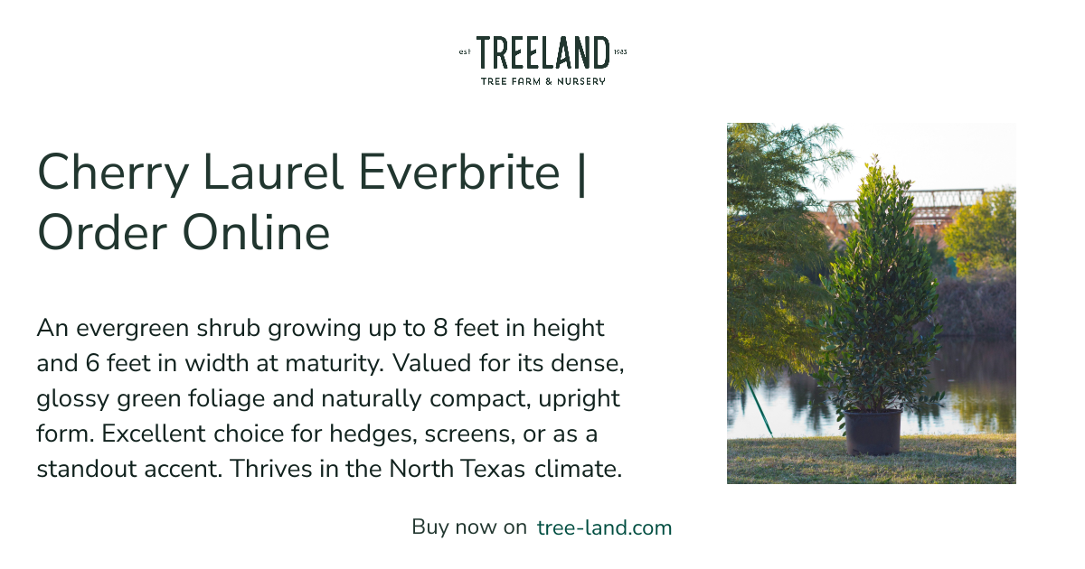 Cherry Laurel Everbrite | Order Online | Treeland Nursery