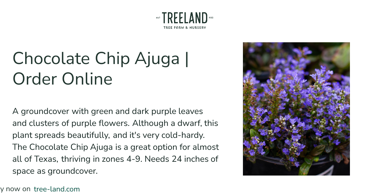 Chocolate Chip Ajuga | Order Online | Treeland Nursery