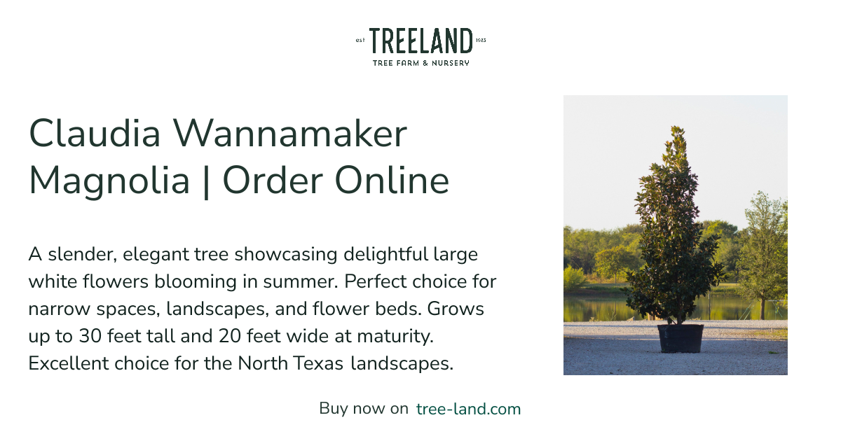 Claudia Wannamaker Magnolia | Order Online | Treeland Nursery