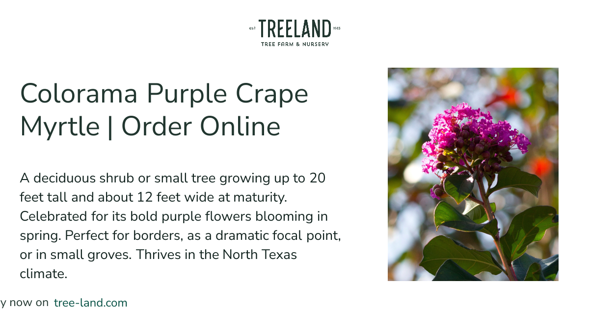 Colorama Purple Crape Myrtle | Order Online | Treeland Nursery