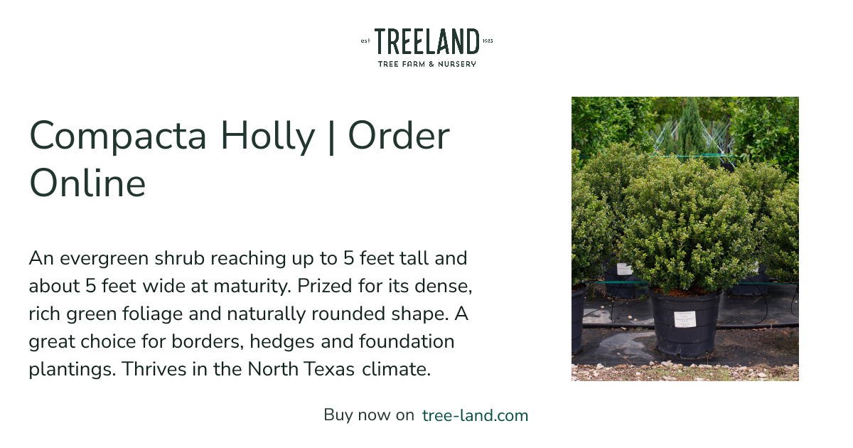 Compacta Holly | Order Online | Treeland Nursery