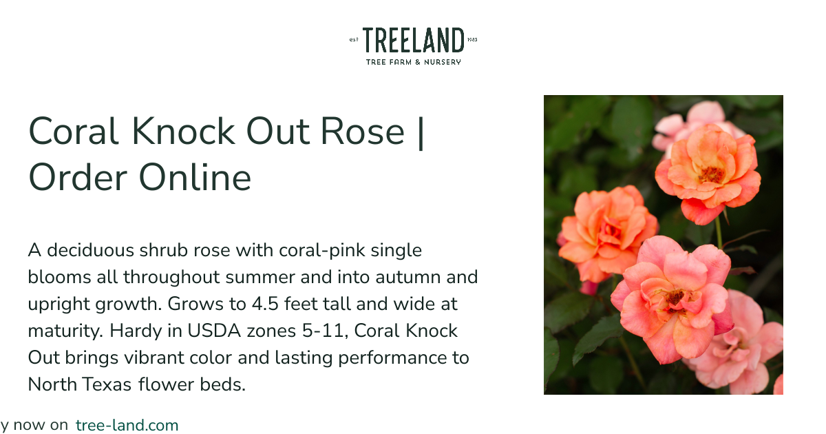 Coral Knock Out Rose | Order Online | Treeland Nursery