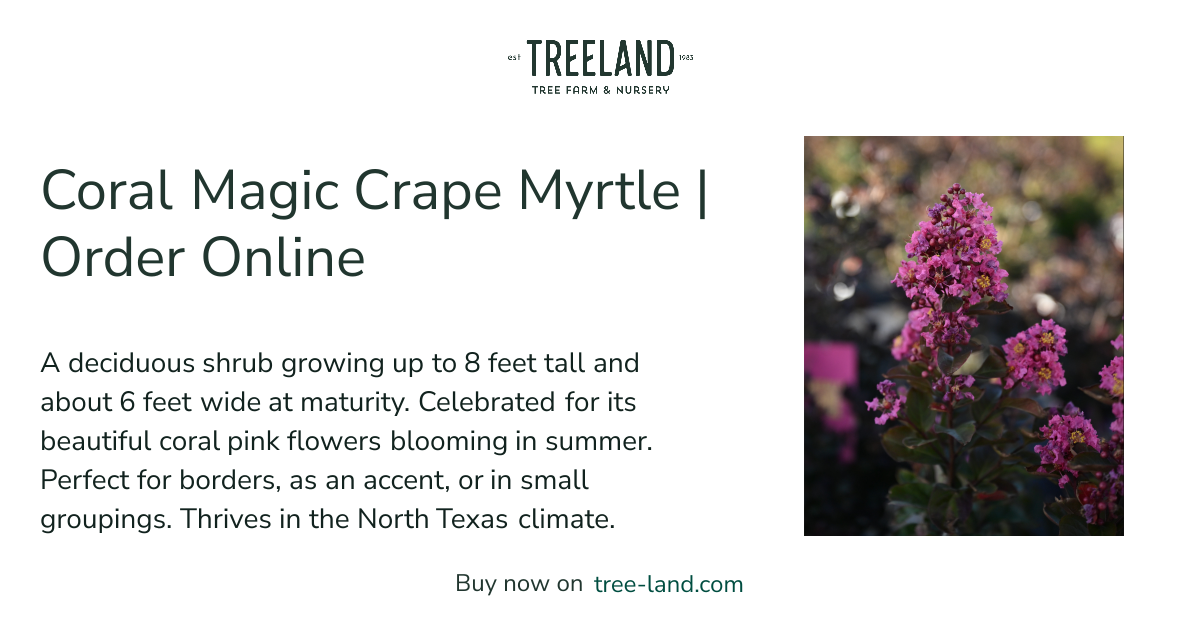 Coral Magic Crape Myrtle | Order Online | Treeland Nursery