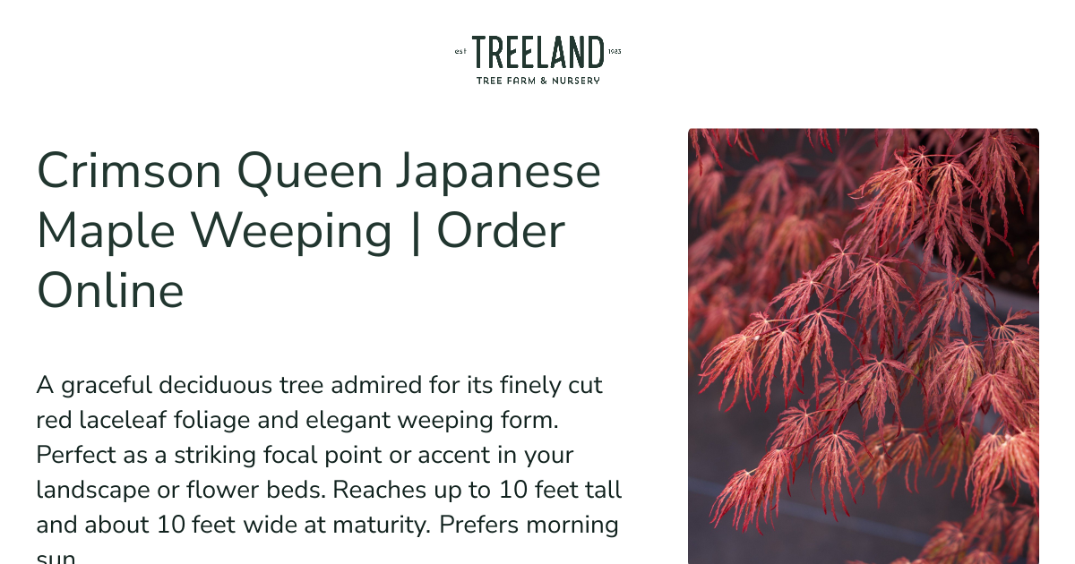 Crimson Queen Japanese Maple Weeping | Order Online | Treeland Nursery